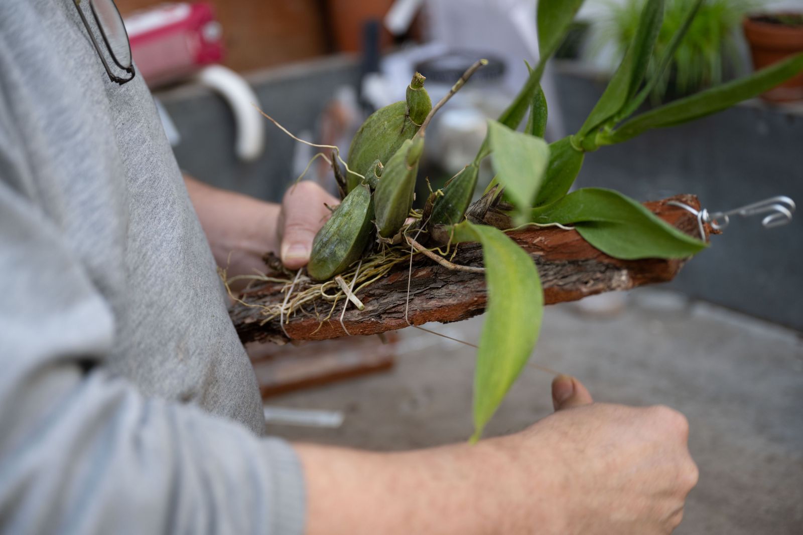 Grüner Daumen gefragt: Experten geben Tipps zur Orchideenpflege ...