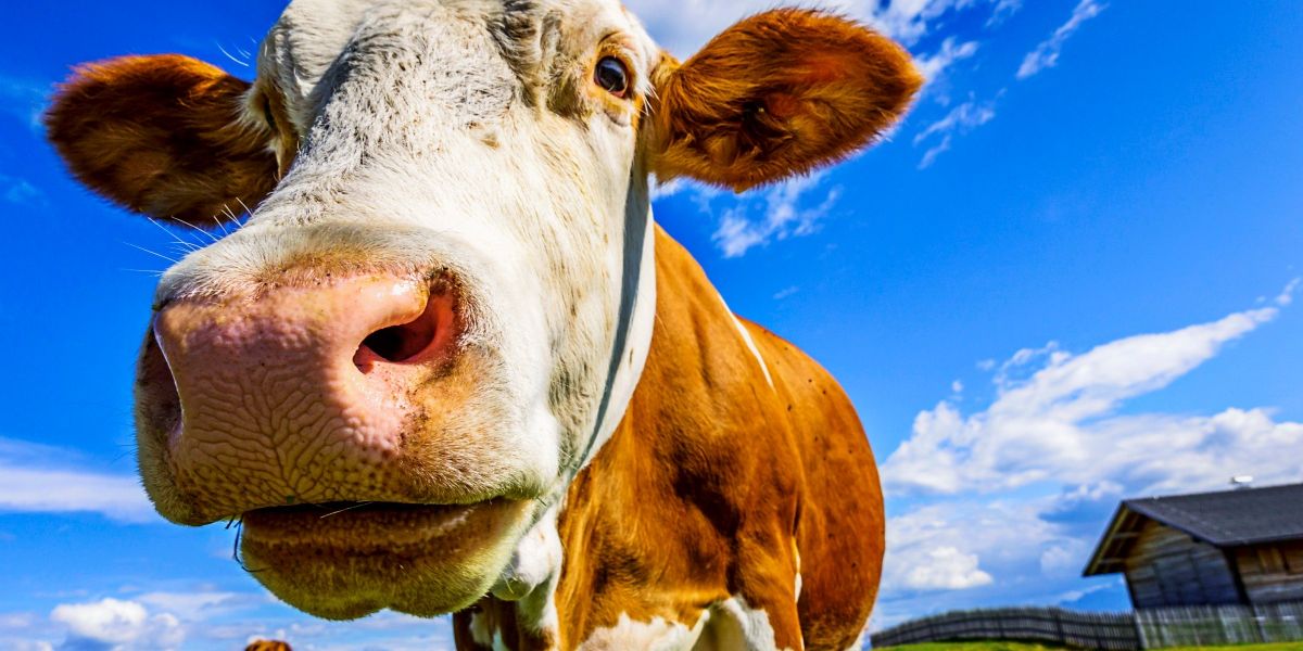 Schmeckt wie Milch, schäumt wie Milch – aber kommt aus dem Bioreaktor ...