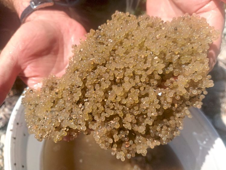 Bundesforste siedeln Fischeier der bedrohten Nasen in Oberösterreich um ...