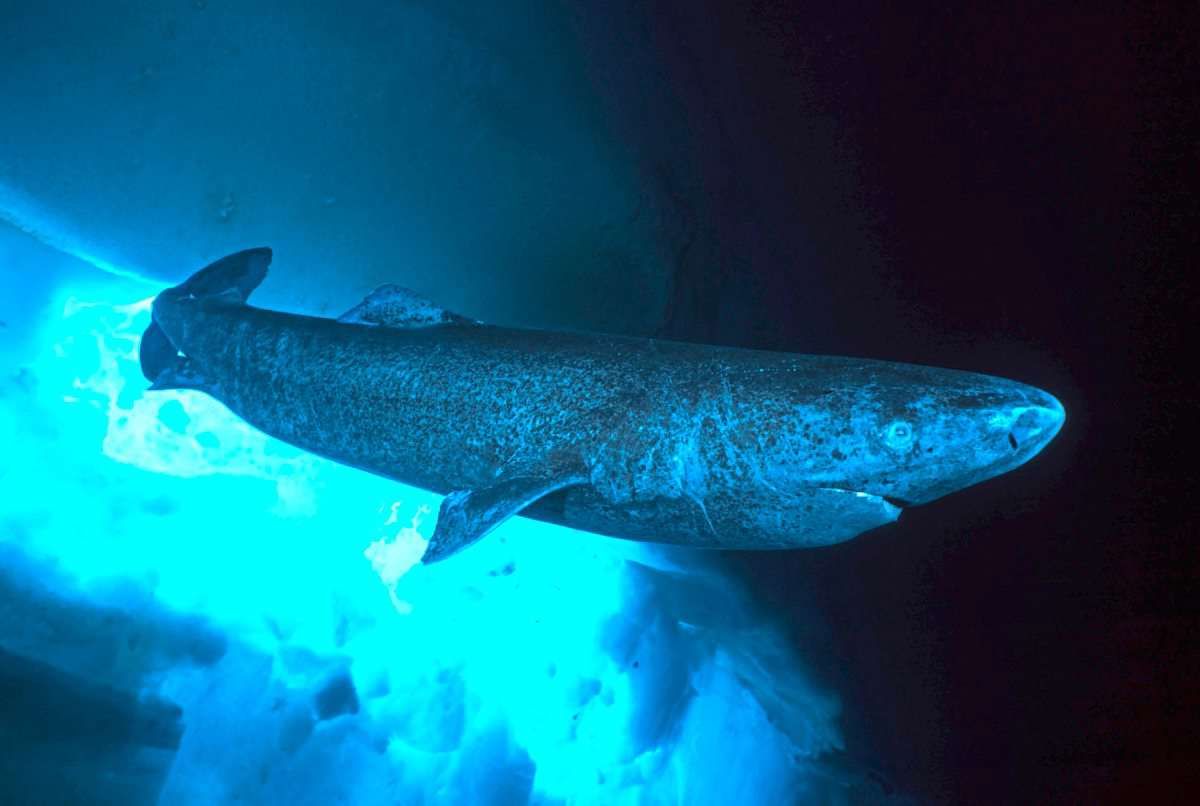 Grönlandhai-Genom entschlüsselt: Wie er fast ein halbes Jahrtausend alt ...