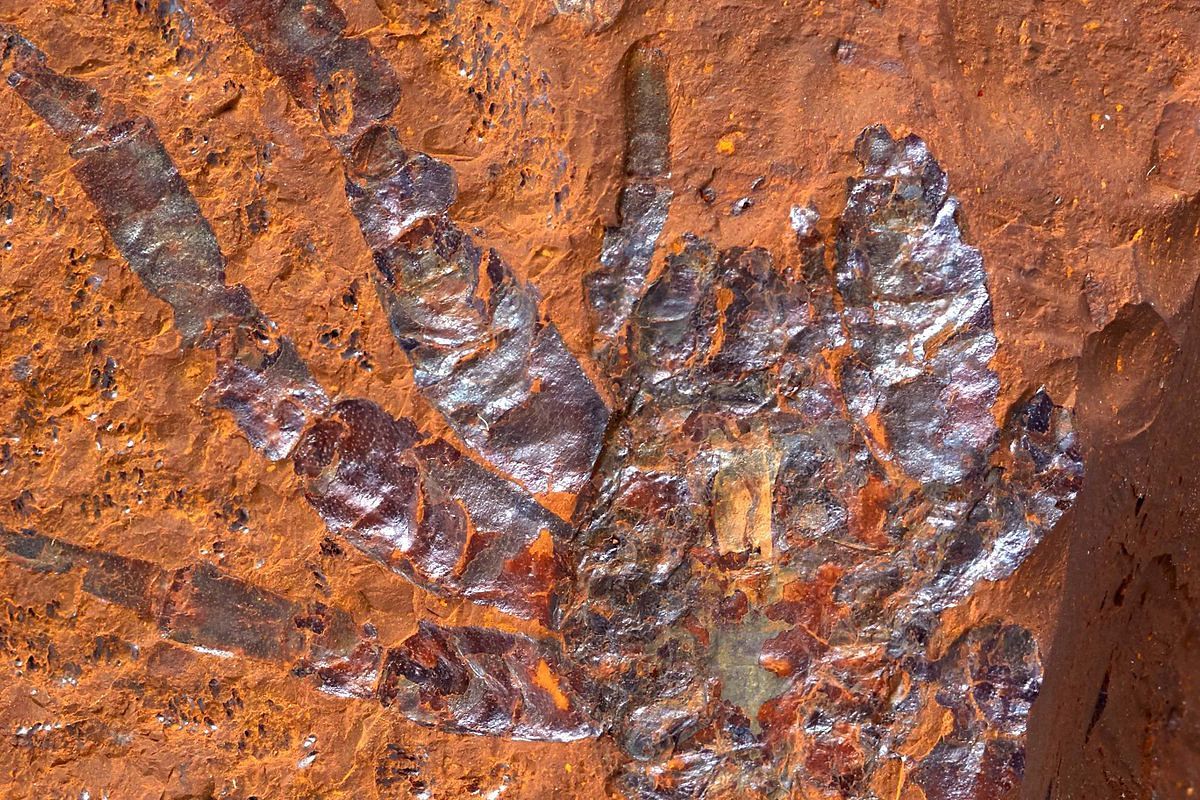 Spinnen-Riesin in perfektem Zustand entdeckt - Paläontologie ...