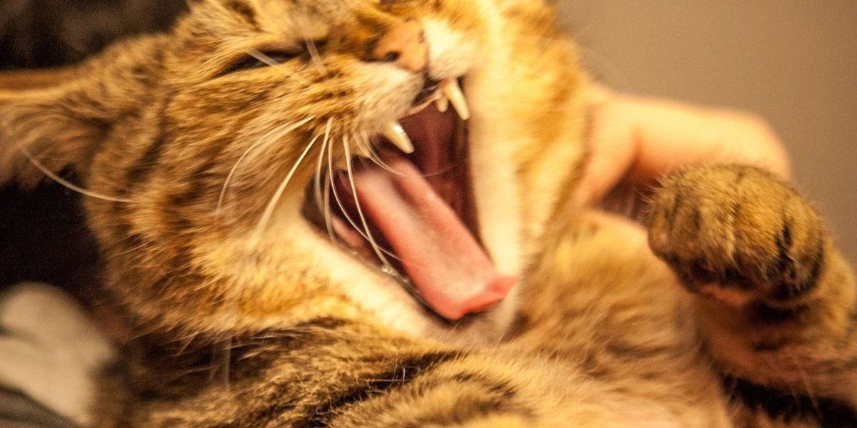 Keimschleuder Minki: "Katzenbisse sollten vom Arzt untersucht werden ...