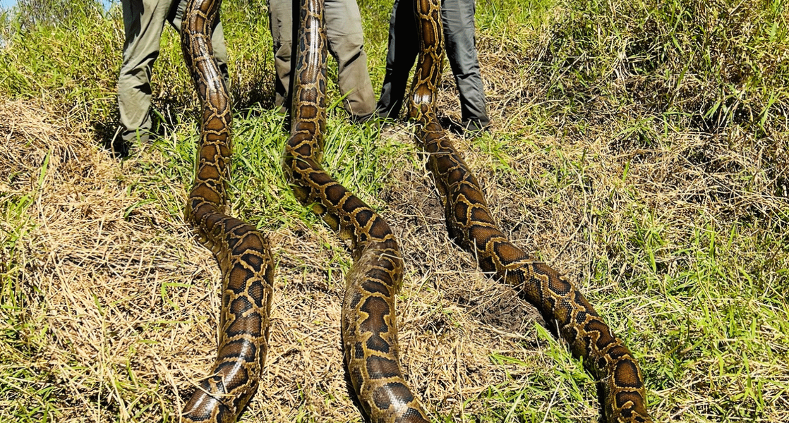 Meilenstein: 20 Tonnen Tigerpythons aus dem Verkehr gezogen - Natur - derStandard.de › Wissen ...