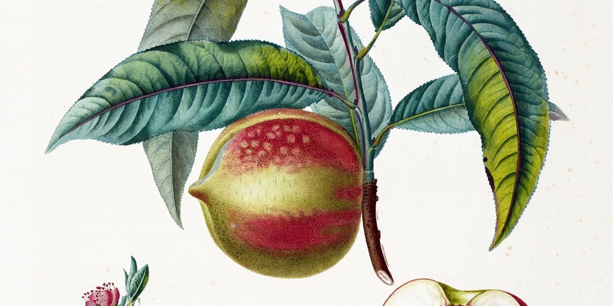 Venusbrust und Goldparmäne: Altes Obst, schön gesammelt - Garten ...