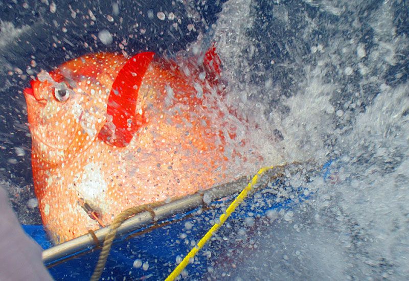 "Warmblütiger" Fisch: Der Gotteslachs ist ein endothermes Tier - Natur ...