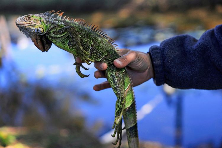 Kälte lässt Leguane in Florida von den Bäumen fallen - International ...