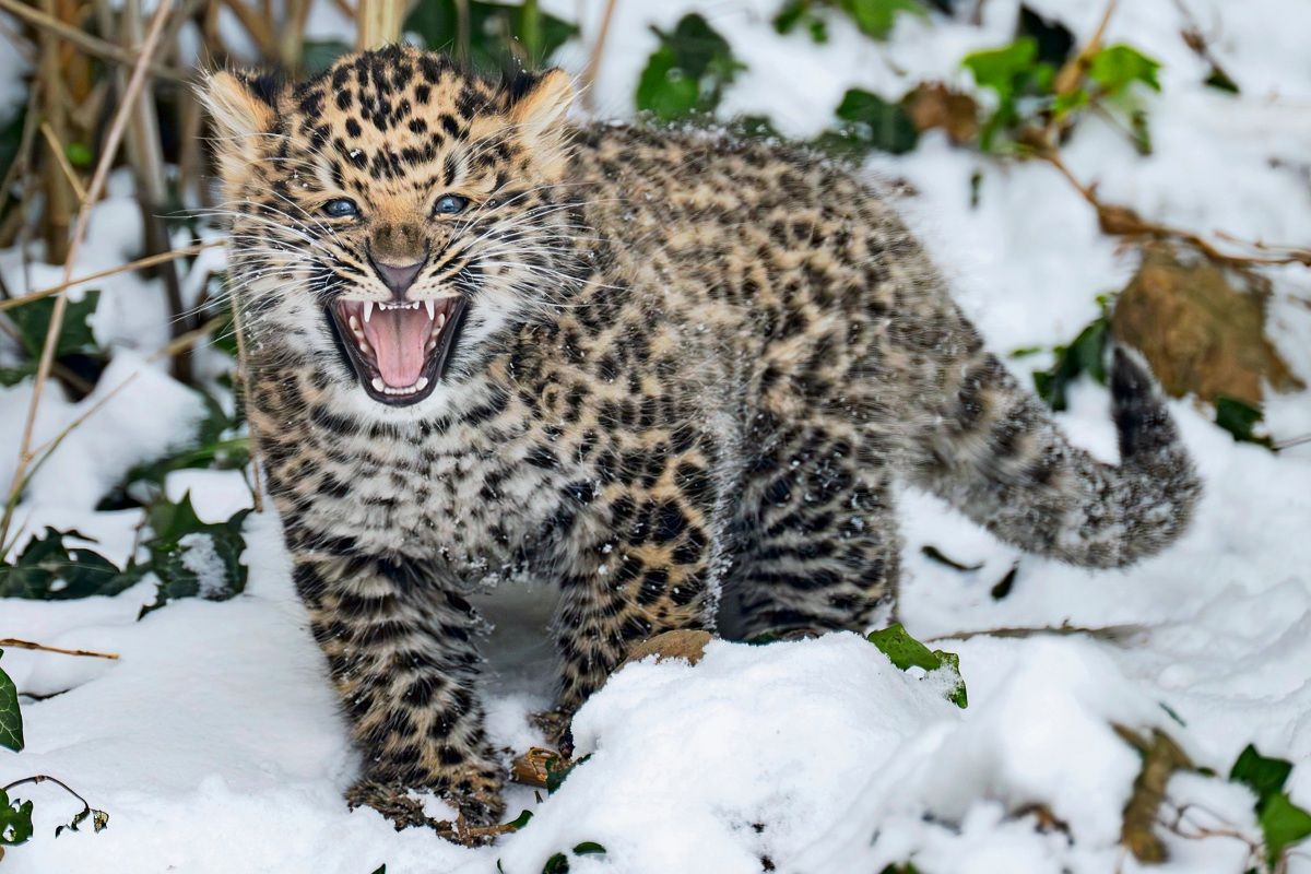 Nachwuchs bei den Amurleoparden im Tiergarten Schönbrunn - Österreich ...