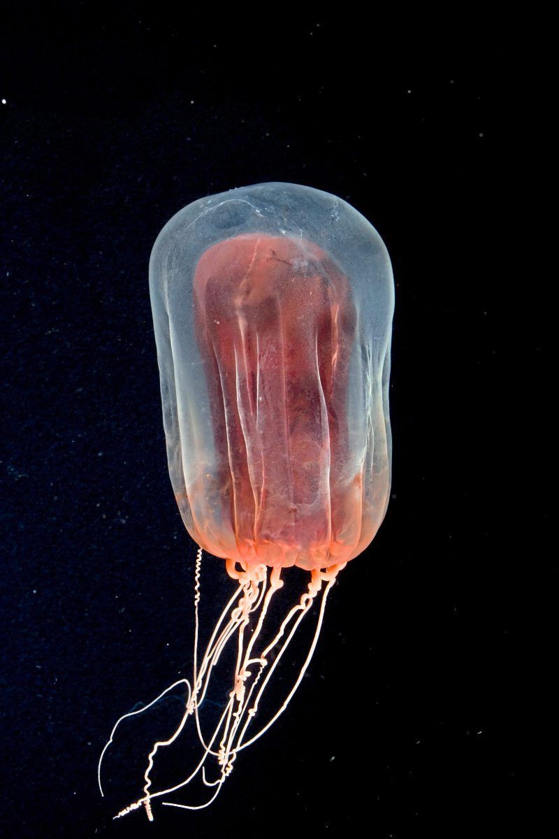 Schutz für die mysteriöse Meereswelt im Dunkeln - Forschung Spezial ...