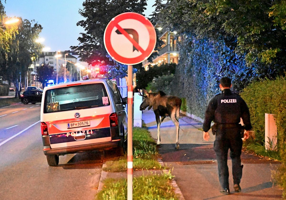 Mit 10.000 Facebook-Fans im Rücken: Elch Emil wohl nördlich von St ...