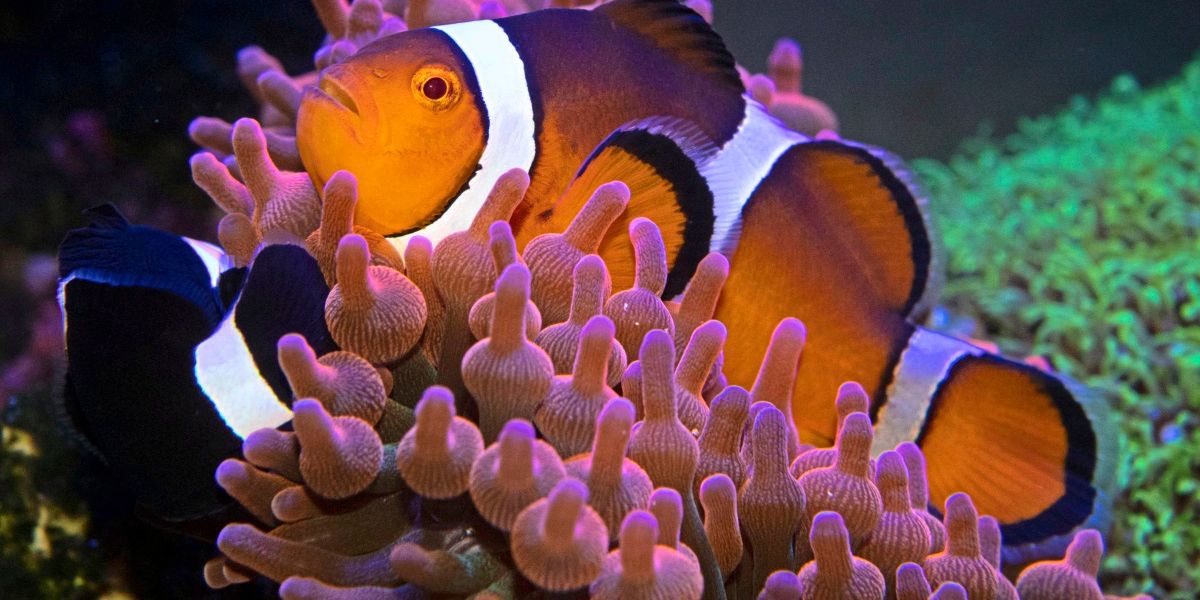 Was Clownfisch "Nemo" über die sterbenden Korallenriffe verrät - Forschung - derStandard.de ...