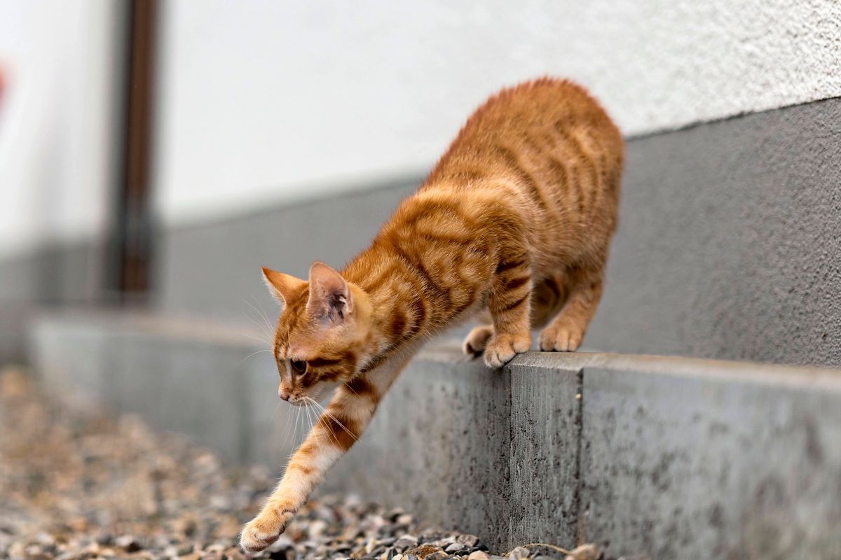Katze gequält und getötet: Entlassungen und Ausschlüsse nach viralem ...