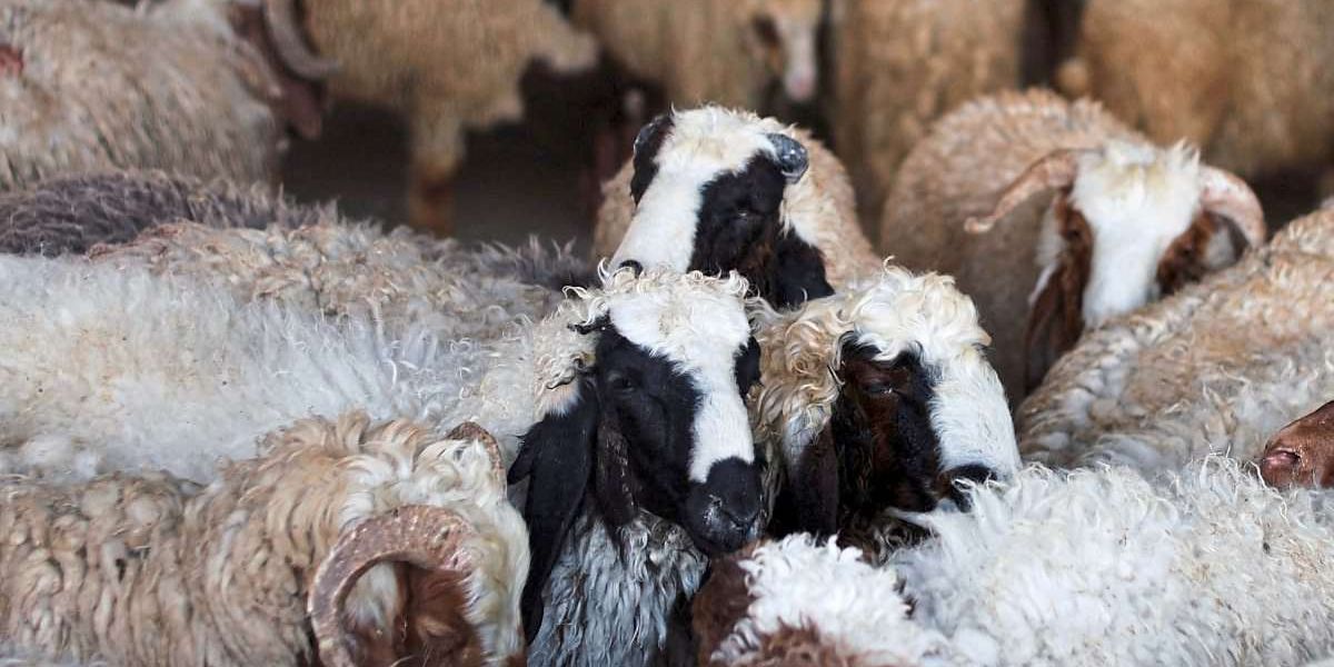 In Norddeutschland geborenes "Mischwesen" ist doch keine Schiege ...