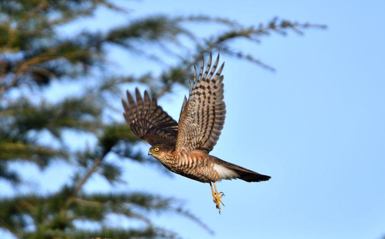 Der ernste Blick des Sperbers - Fotoblog: Tierisches - derStandard.at ...
