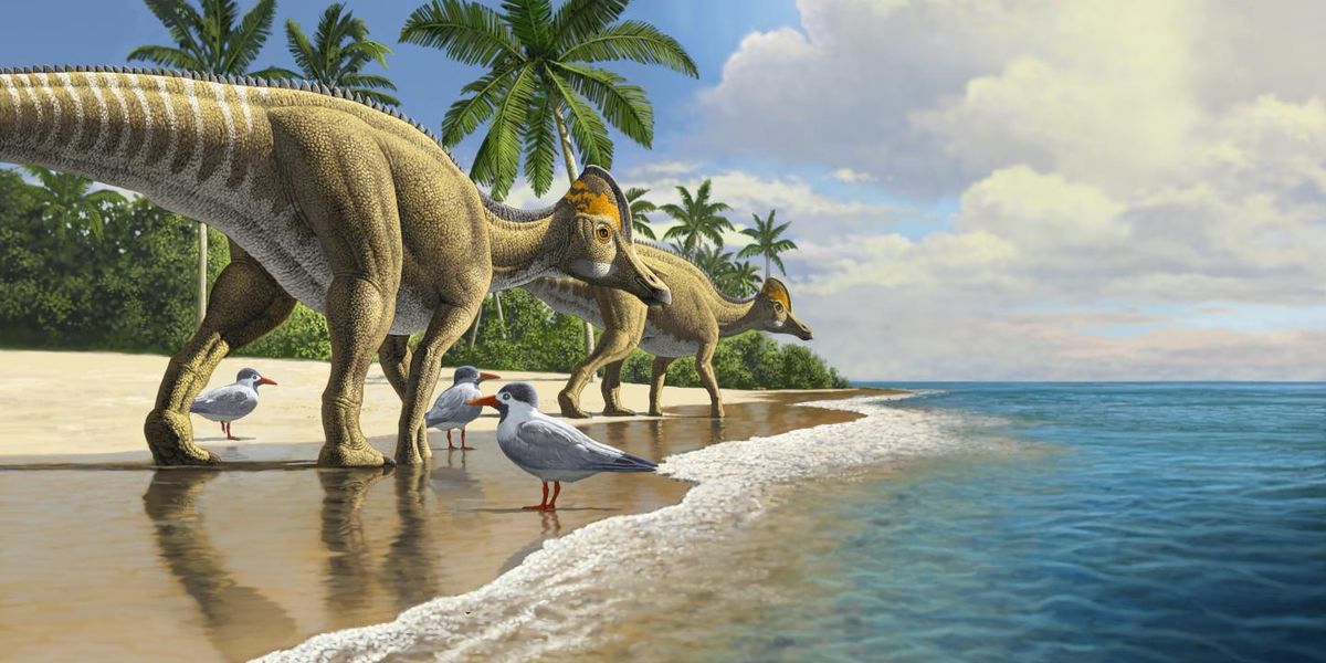 Der Odysseus der Kreidezeit - Natur - derStandard.de › Wissen und ...