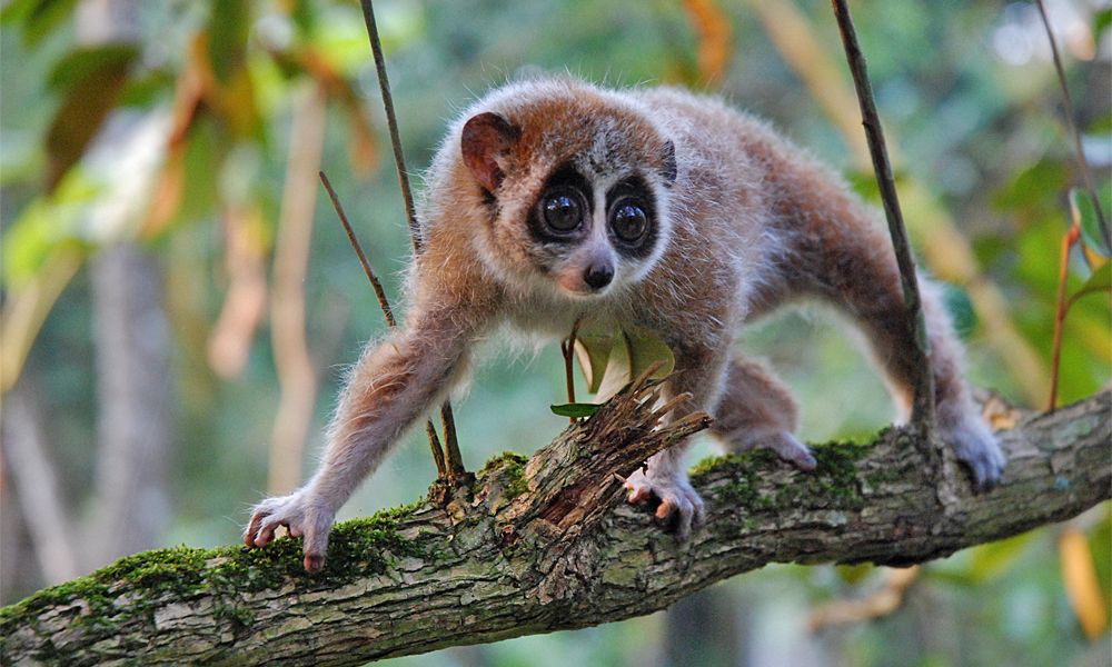 Noch ein Primat im Energiesparmodus - Natur - derStandard.at › Wissenschaft