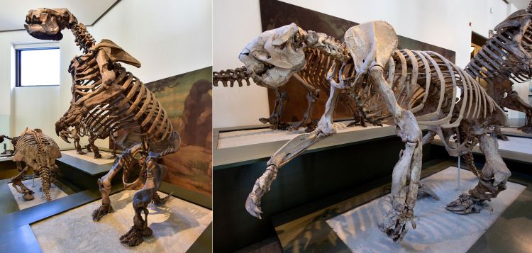 Das Faultier, ein verhinderter Big Player - Forschung Spezial ...