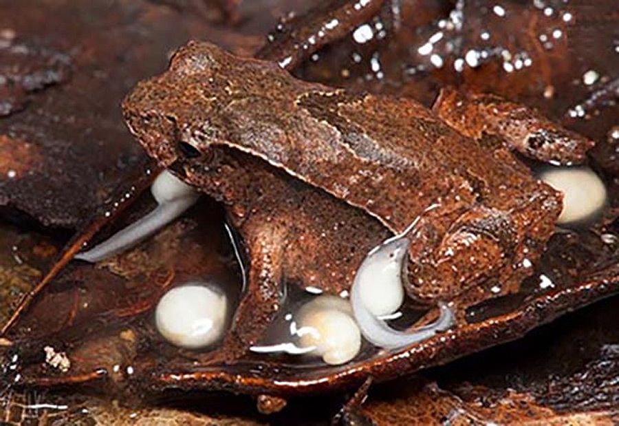 Bei neu entdeckter Froschart tragen die Männchen ihre Jungen umher ...
