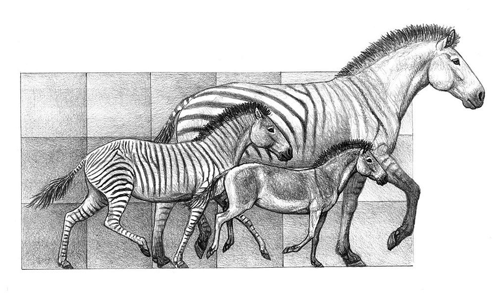 Die Evolution der Pferde verlief anders als bisher gedacht - Natur ...