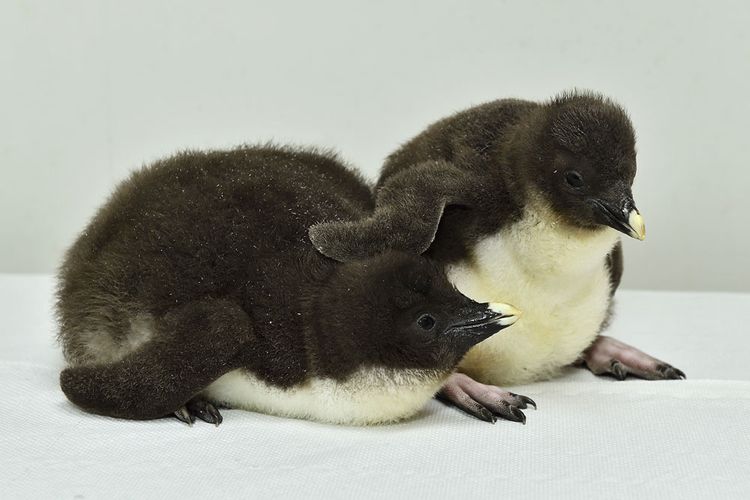 Felsenpinguine in Schönbrunn geschlüpft - Gesellschaft - derStandard.at ...