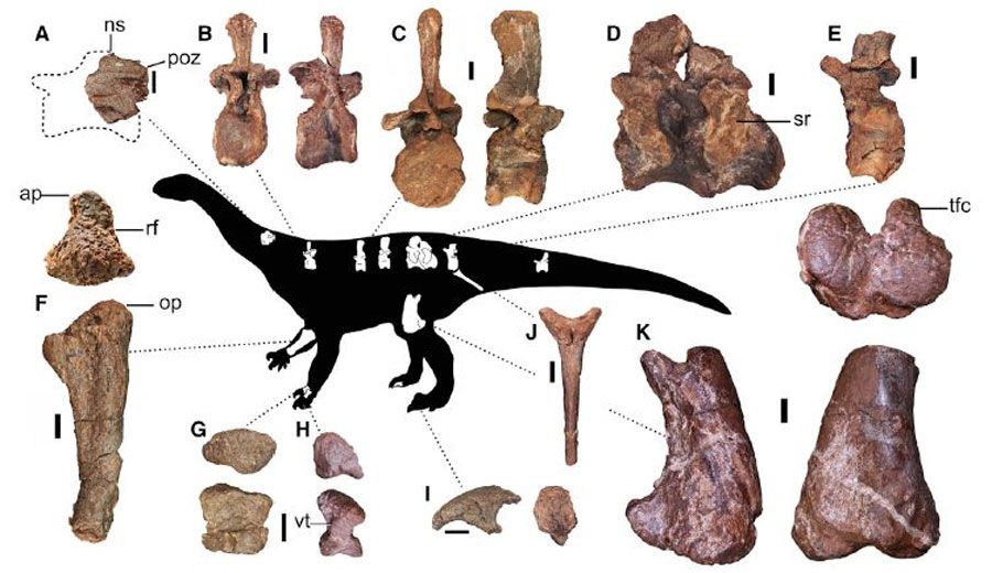 Dino-Fossil: Gigantischer Donnerschlag aus Südafrika - Natur ...