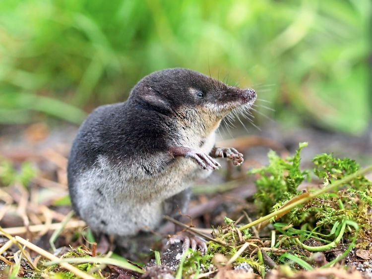 Forschende entdecken gleich 14 neue Spitzmausarten - Natur ...