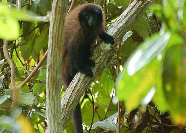 Neue Affenart in Perus Regenwald entdeckt - Natur - derStandard.at ...