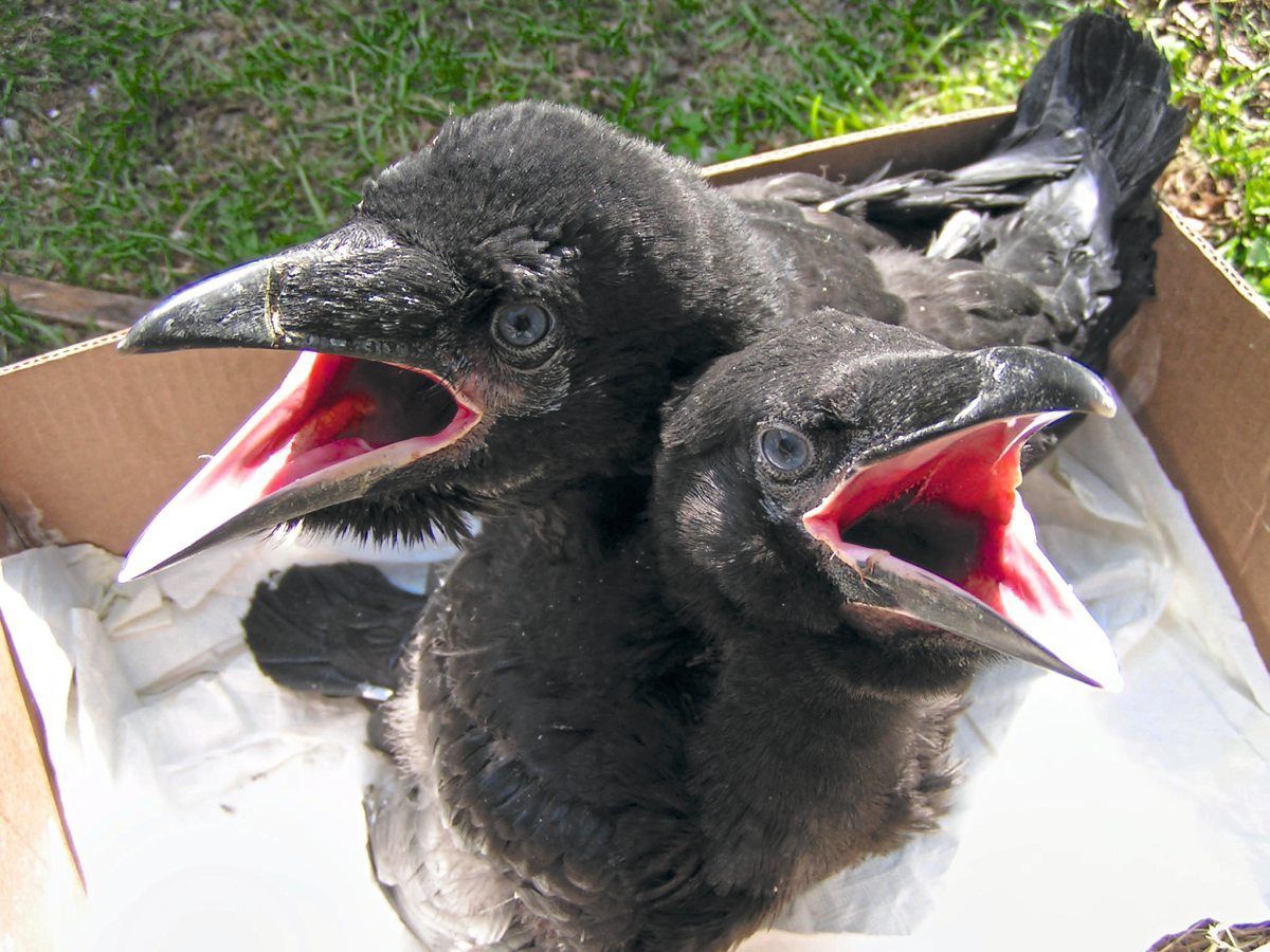 Von wegen Rabeneltern: Das bunte Verhalten der sozialen Kolkraben ...