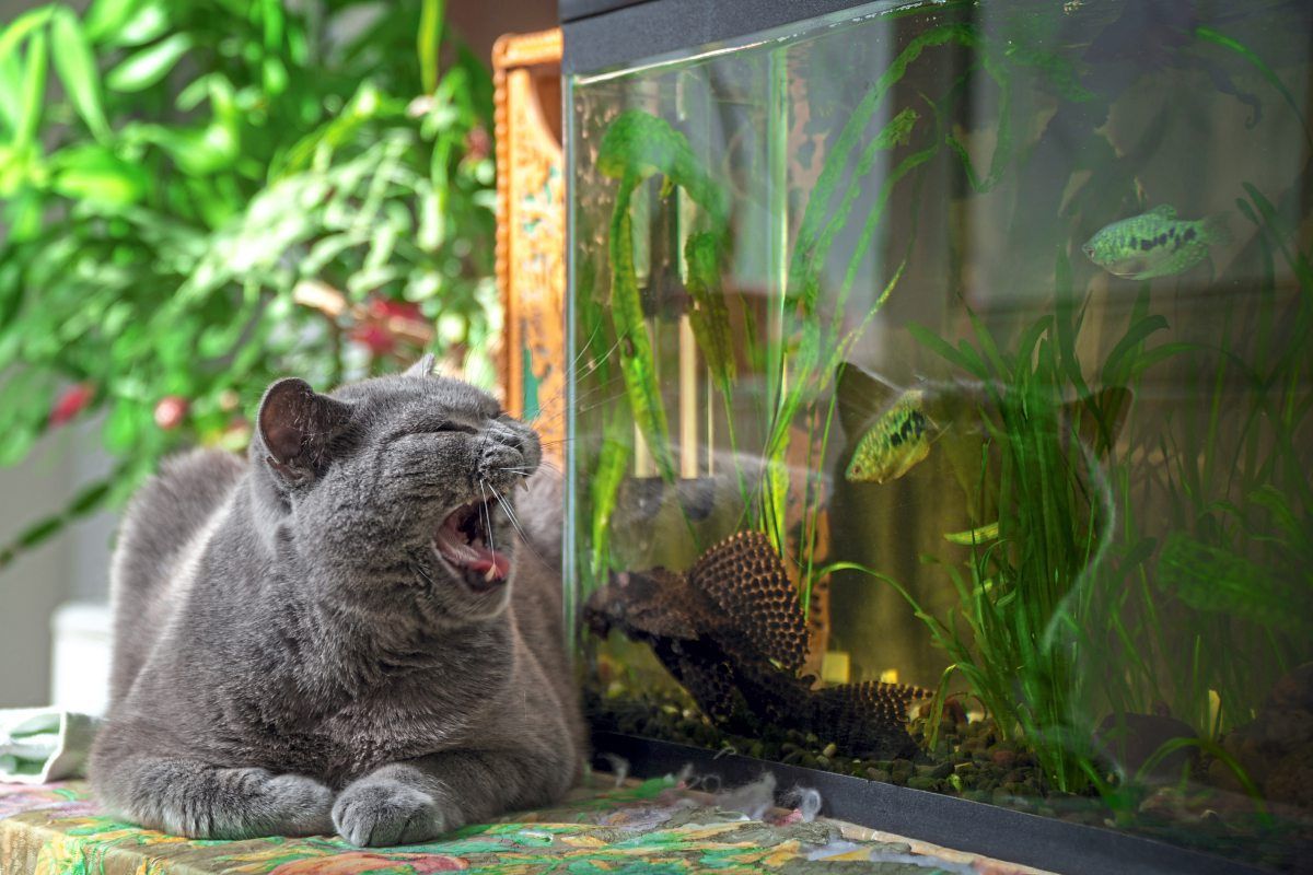 Welches Haustier wäre nichts für Sie? - Mitreden: Leben mit Tieren ...