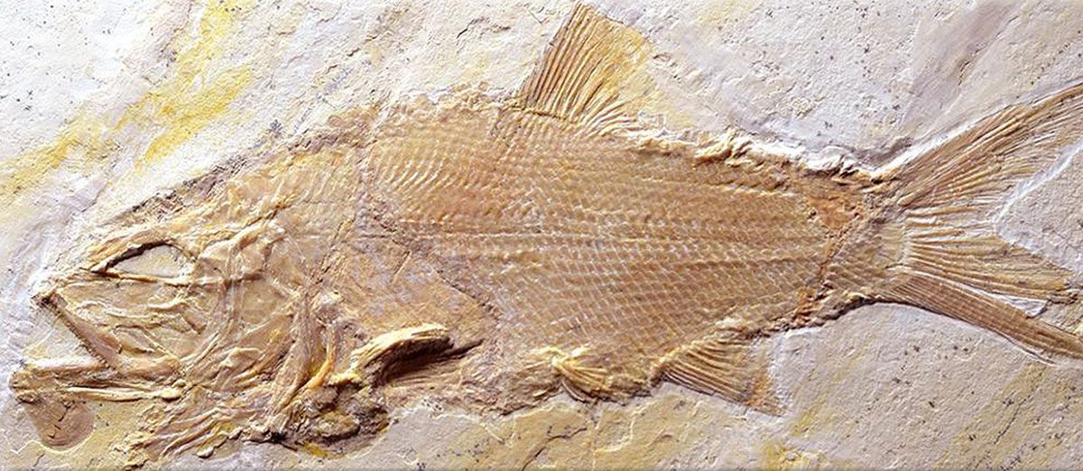Urzeitfische mit großen Zähnen und Panzerschuppen entdeckt - Natur ...
