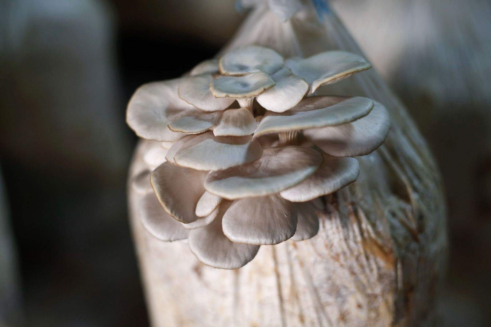 Fleischersatz: Der Pilz soll uns retten - Edition Zukunft - derStandard ...