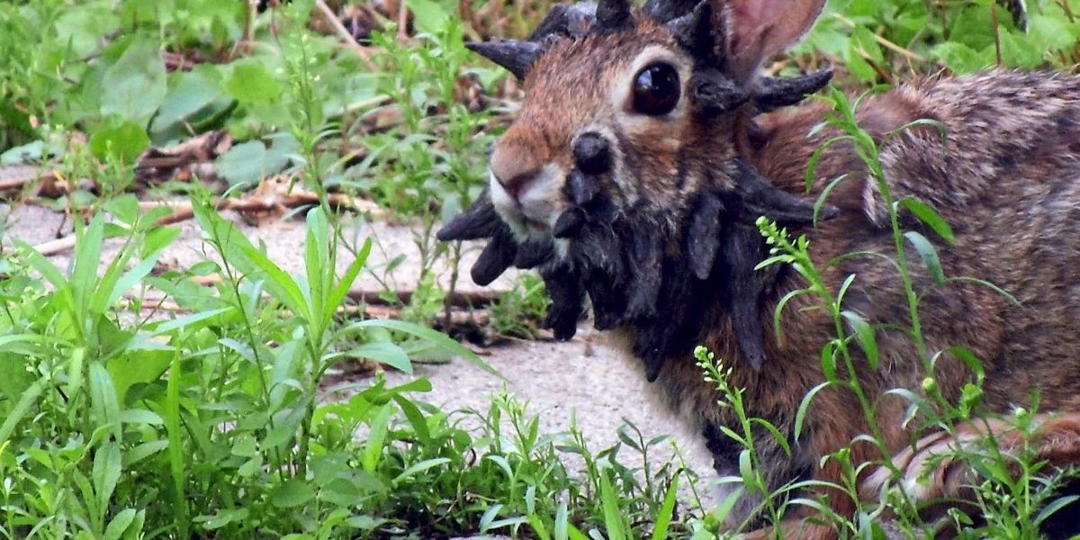 Warum wachsen manchen Kaninchen plötzlich Hörner? - Natur - derStandard ...