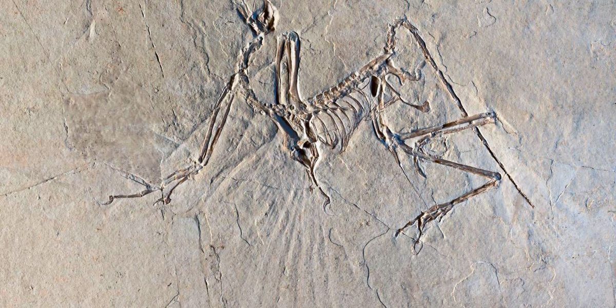 Archaeopteryx konnte wirklich schon fliegen – zumindest ein bisschen ... Archaeopteryx konnte wirklich schon fliegen – zumindest ein bisschen ...