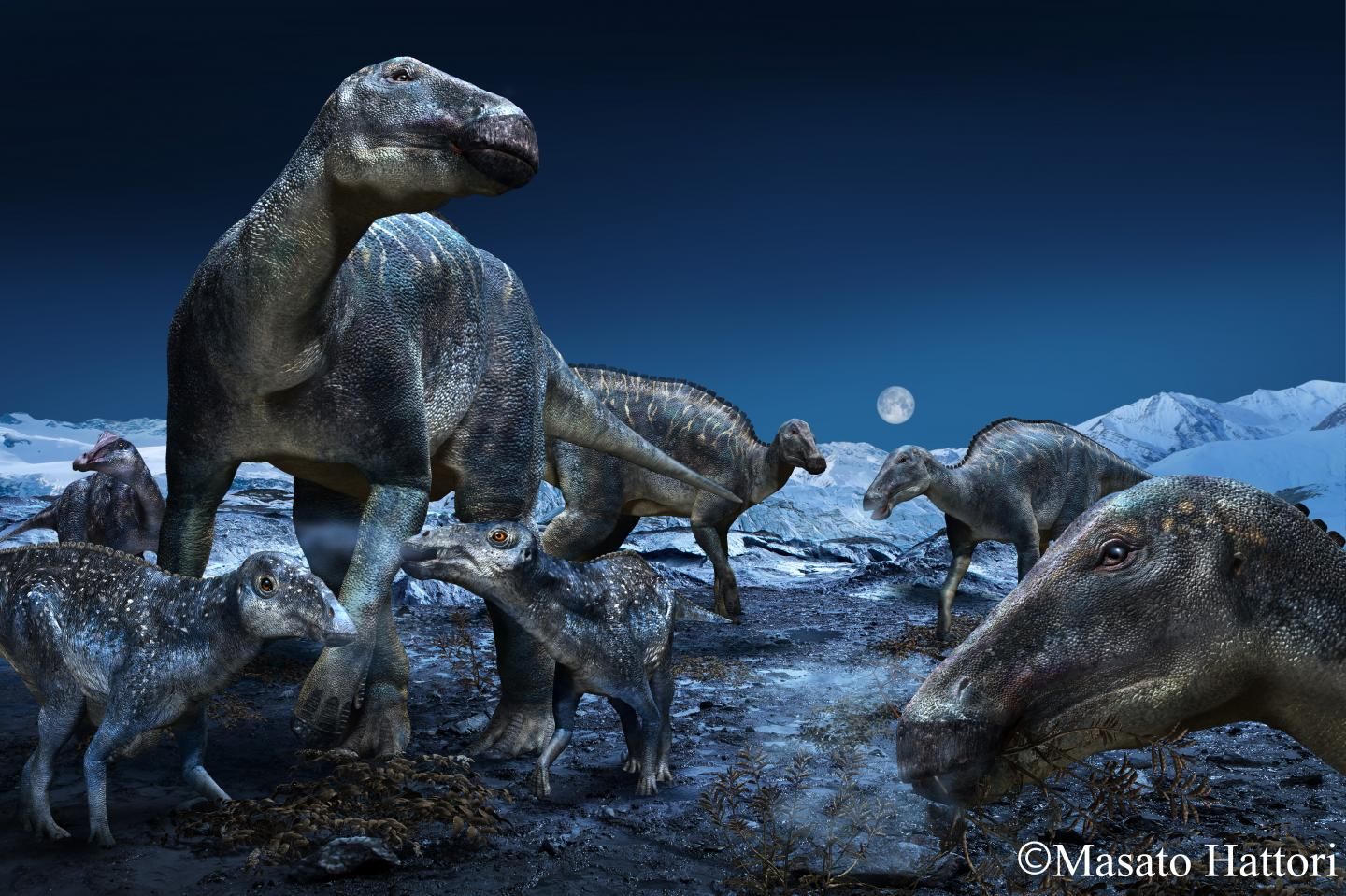 Arktischer Dinosaurier war das "Karibu der Kreidezeit" - Paläontologie ...