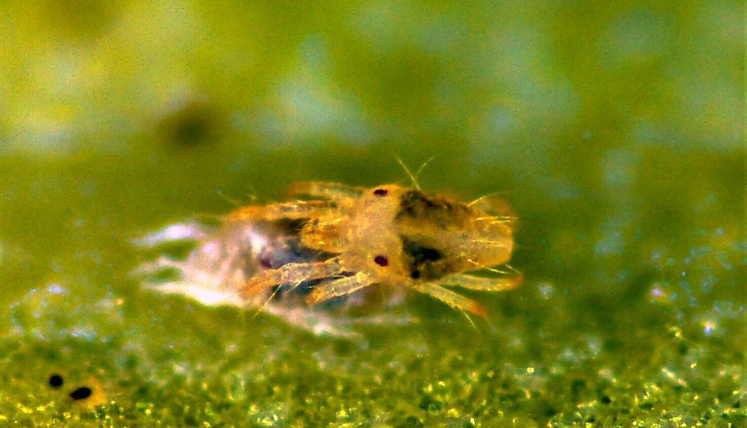 Toll treiben es die wilden Milben - Forschung - derStandard.de › Wissen ...