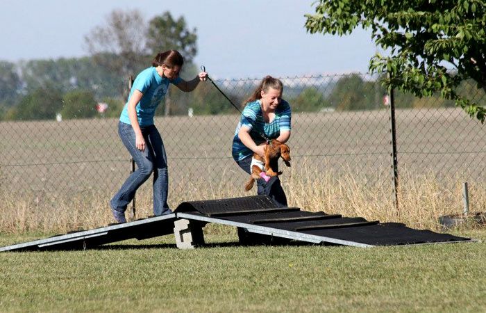 Paralympics der Hunde: Rollmops und Krummbein - Gesellschaft ...