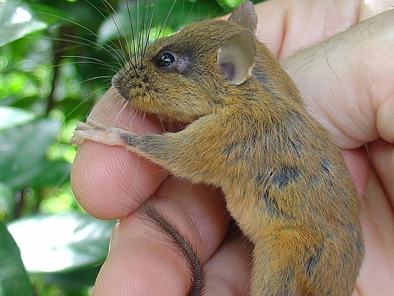 Forscher entdecken Maus mit sagenhaft langen Schnurrhaaren - Natur ...