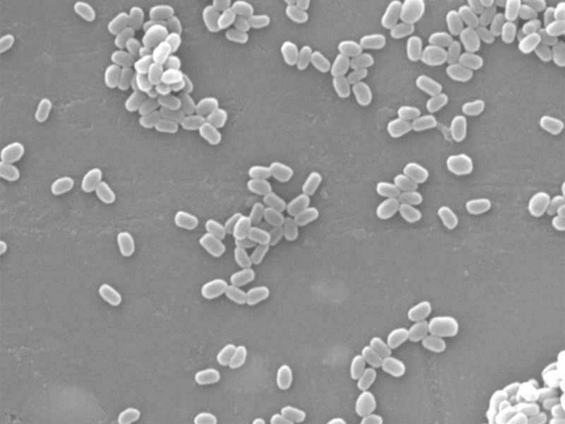 Wichtige "Biowaffe" gegen Apfelschädling mutierte - Natur - derStandard ...