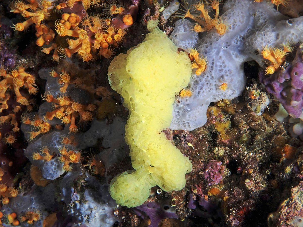 Für Kinder erklärt: Die tierischen Vorbilder von Spongebob und Pikachu ...