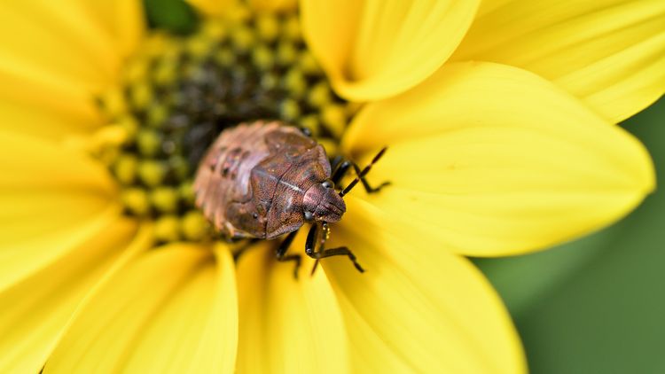 Die Verwandlung der Wanze - Fotoblog: Tierisches - derStandard.at ...