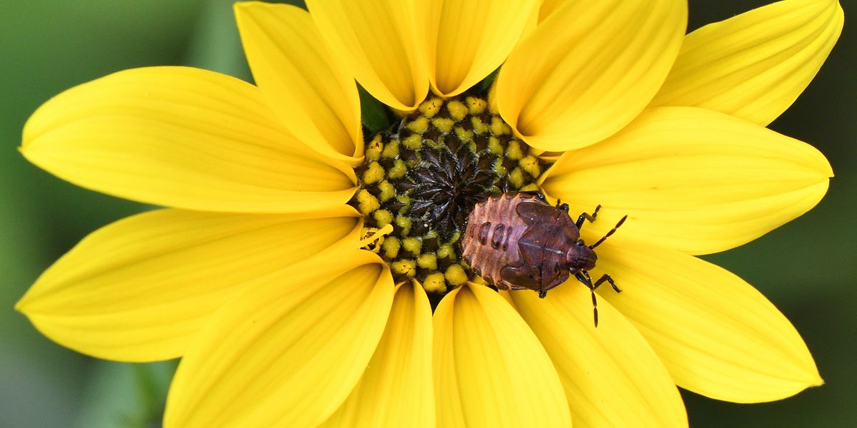 Die Verwandlung der Wanze - Fotoblog: Tierisches - derStandard.at ...