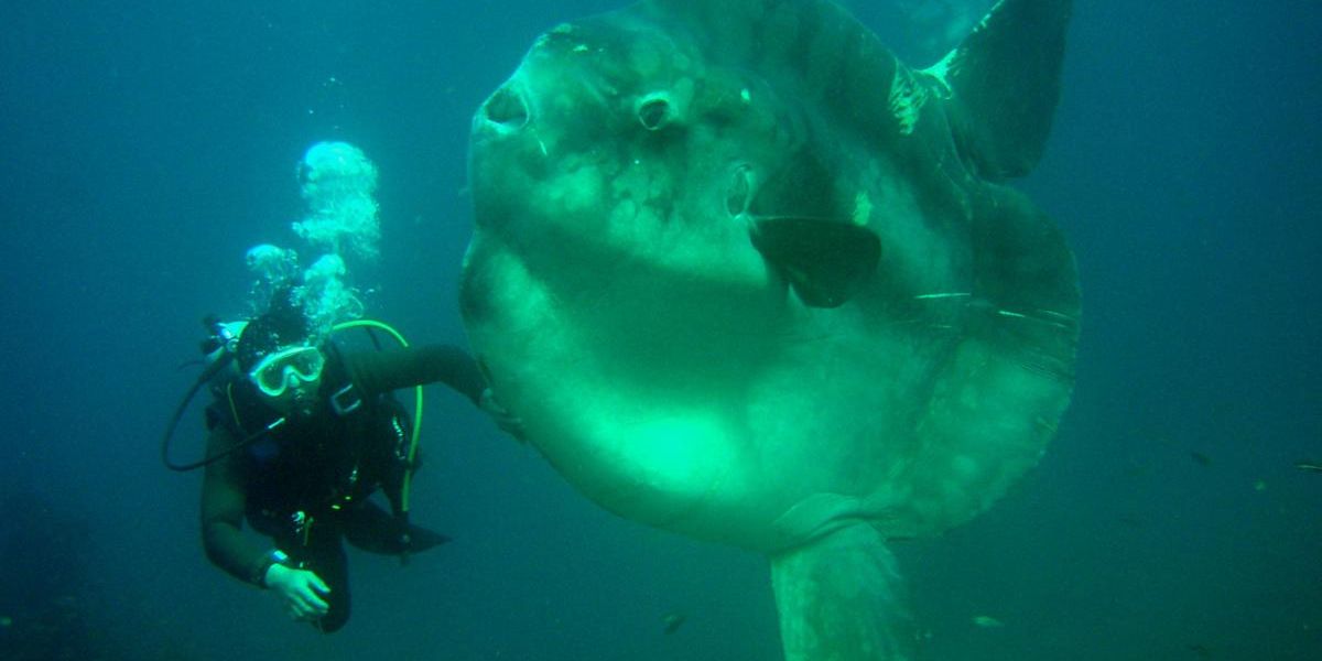 Fisch der Superlative stellt eine neue Art dar - Natur - derStandard.at ...