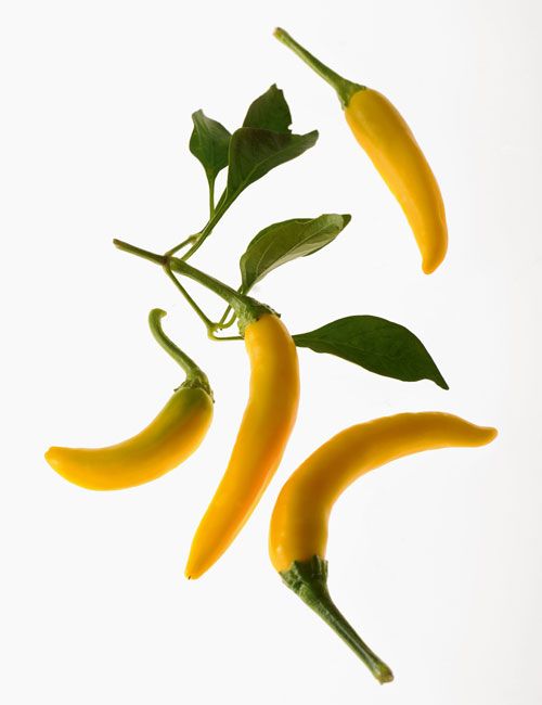 Lasst es brennen: Chili-Atlas von Erich Stekovics - Garten ...