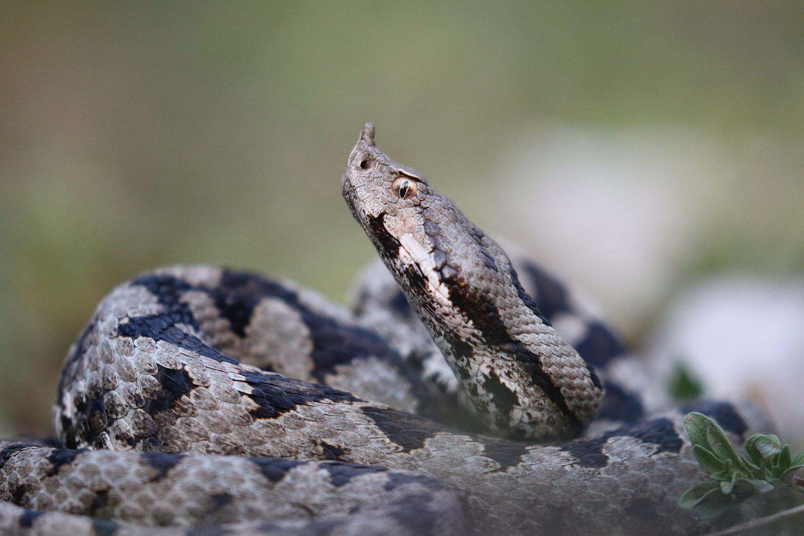 Auf welche Schlangen man beim Wandern in Österreich achten sollte ...