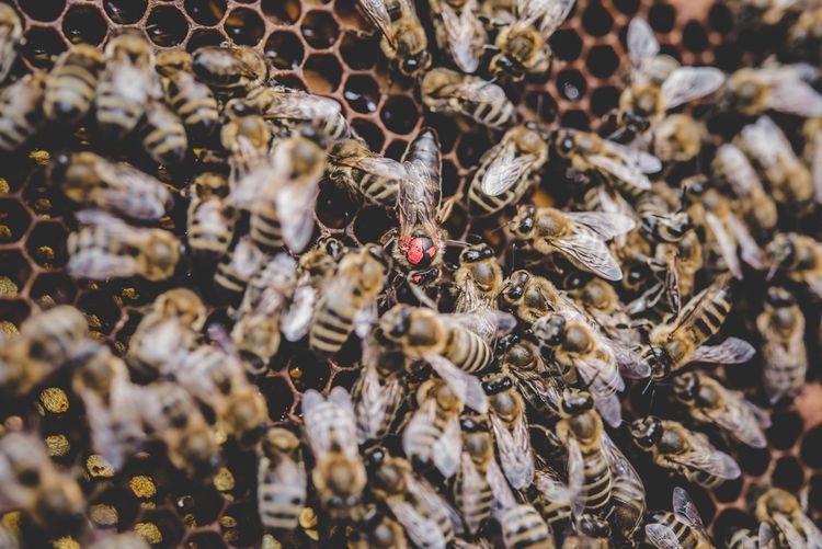 Mit 250.000 Bienen auf einem Dach in Wien: "Die Milbe haben sie alle ...