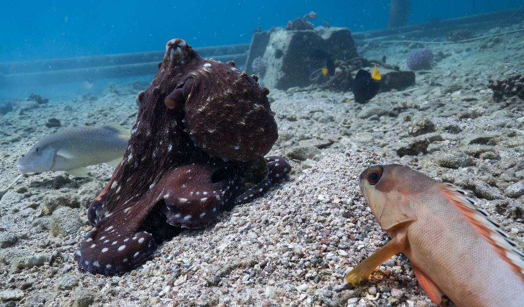 Oktopoden und Fische teilen sich das Kommando bei der gemeinsamen Jagd ...