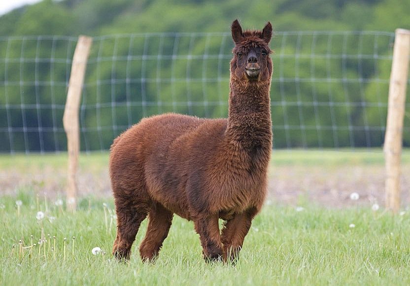 "Alpaca 7B": Stanford-Forschende trainierten ChatGPT-Konkurrenten um ...