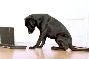 Lycos Europe steht vor dem Aus - IT-Business - derStandard.at › Web