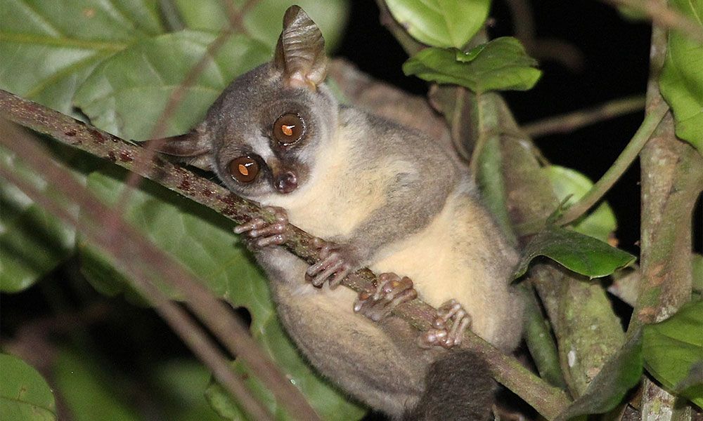 Ein Riese unter Zwergen: Neue Buschbaby-Art in Angola entdeckt - Natur ...