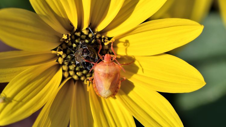 Die Verwandlung der Wanze - Fotoblog: Tierisches - derStandard.at ...