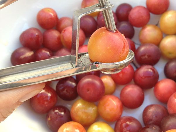 Rezept für Kriecherlgelee mit Rosmarin - Einkochen - derStandard.at ...